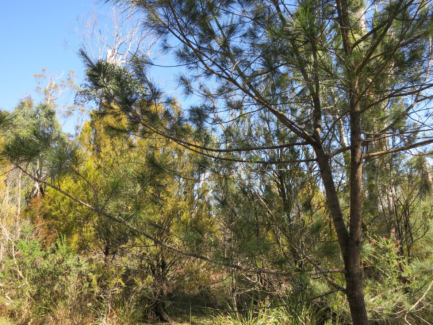 Exocarpos cupressiformis - PictureThis