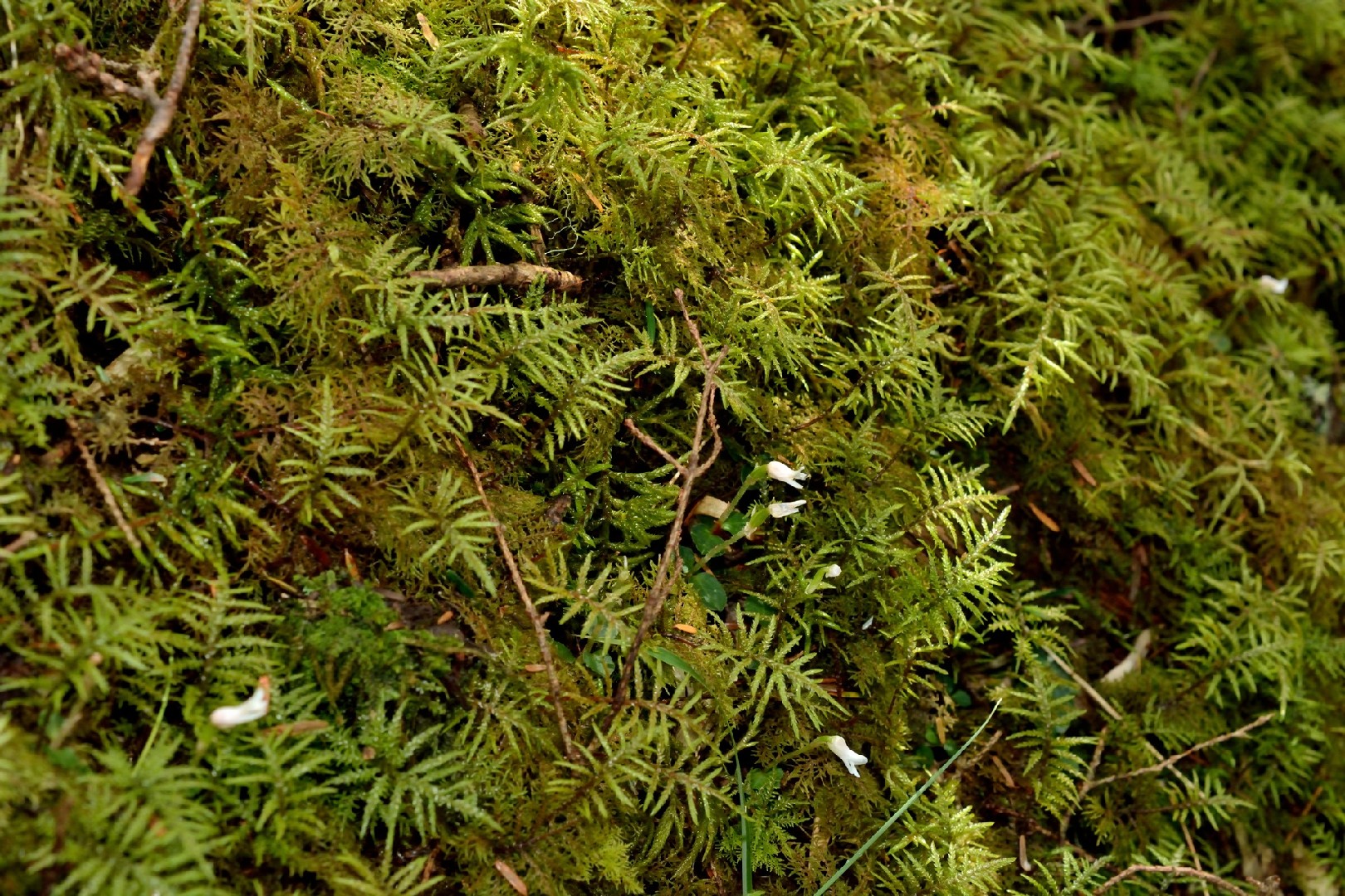 Myrmechis - PictureThis