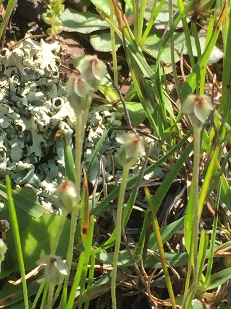 Plantago erecta - PictureThis
