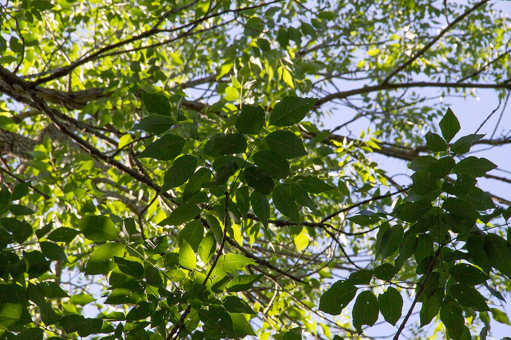 Freixo-Americano (Fraxinus americana) - PictureThis