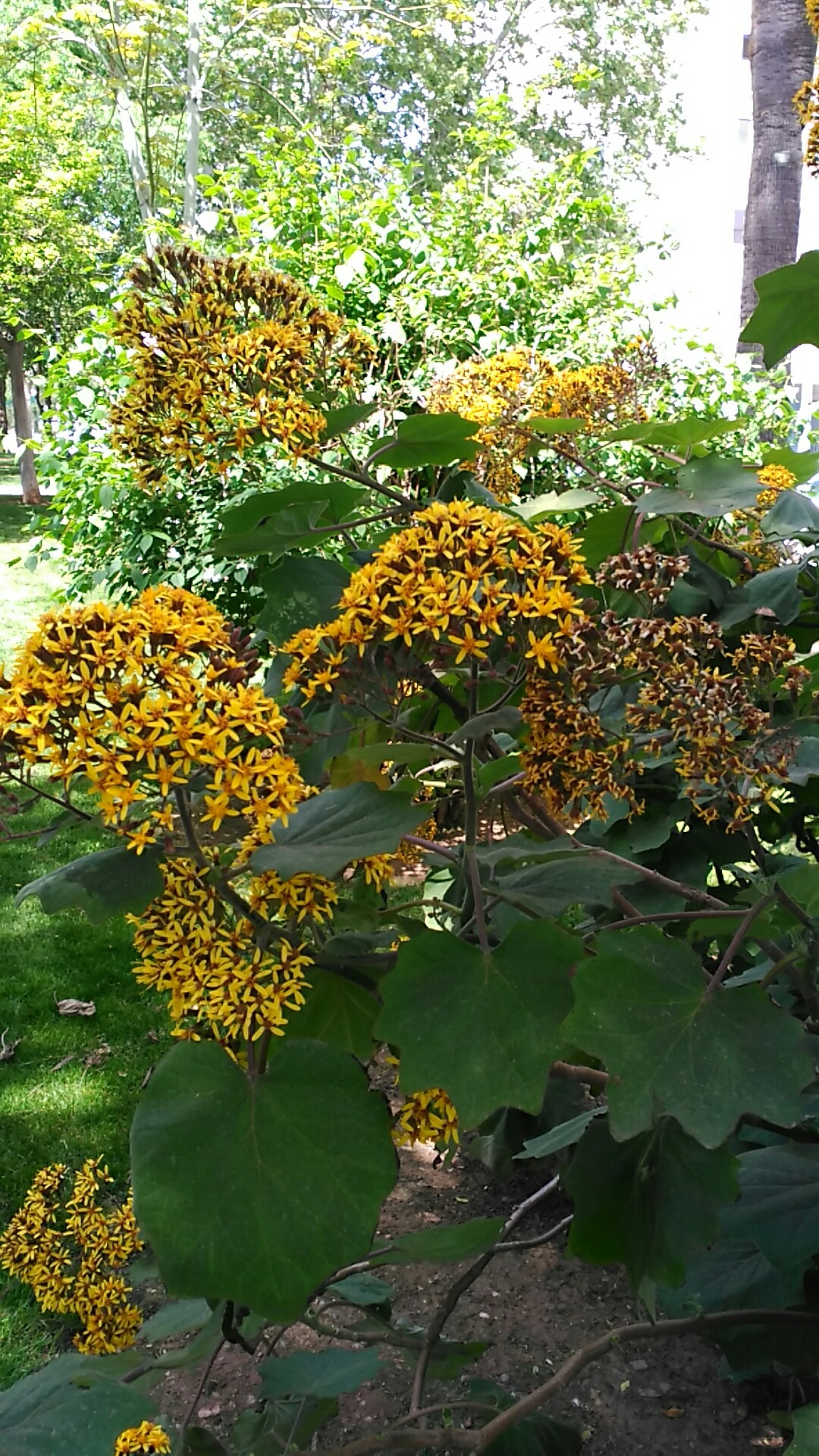 PictureThis - Roldana petasitis