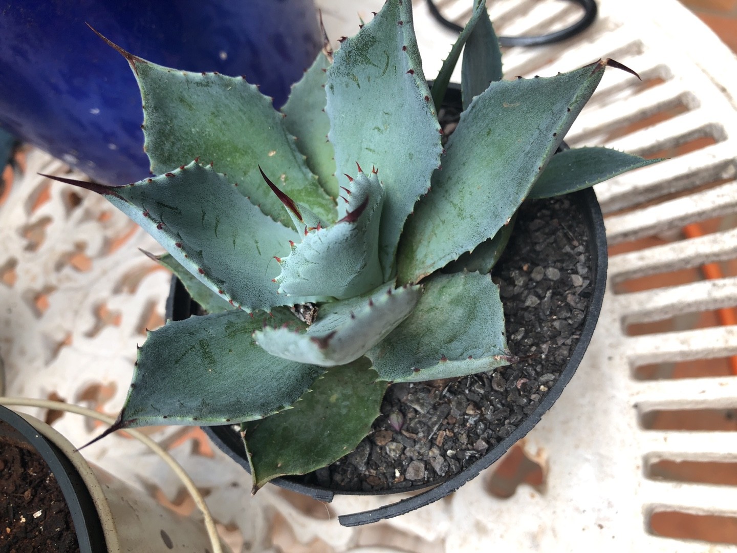 Agave potatorum - PictureThis