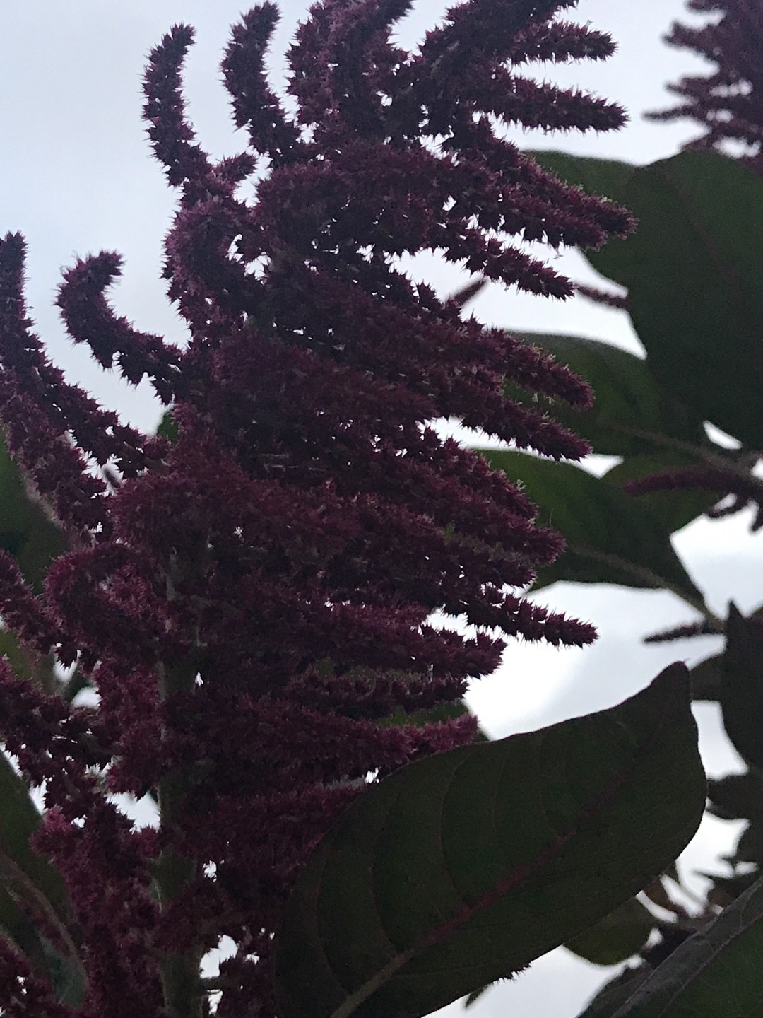 Prince's feather (Amaranthus hypochondriacus) Flower, Leaf, Care, Uses ...