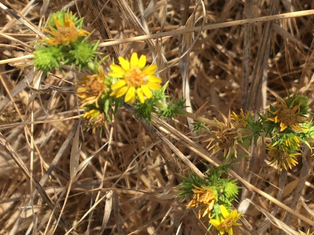Tarweed Care (Watering, Fertilize, Pruning, Propagation) - PictureThis