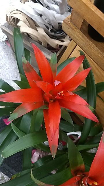 Guzmania sanguinea - PictureThis