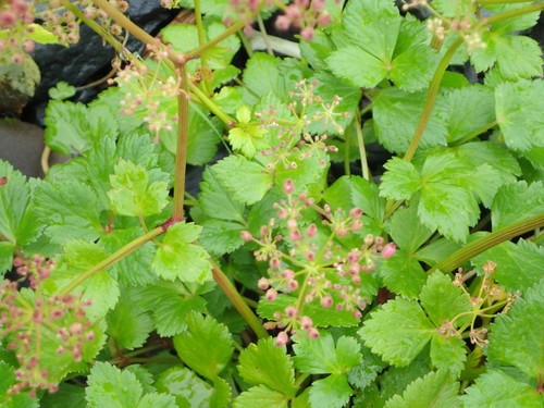 How to Plant and Grow Hulten's licorice-root(Ligusticum scoticum)