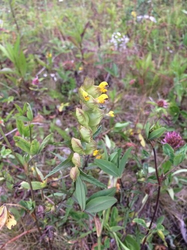 Arctic rattlebox Care (Watering, Fertilize, Pruning, Propagation ...