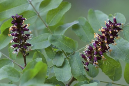 California false indigo (Amorpha californica) Flower, Leaf, Care, Uses ...