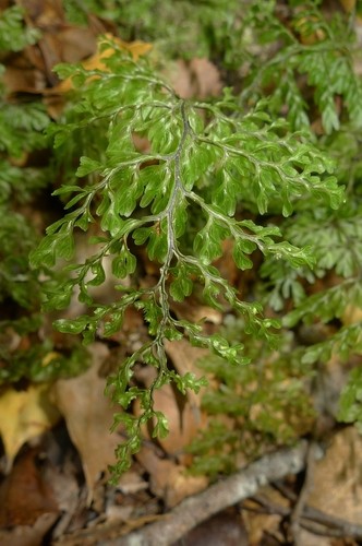 🍀 How to Grow and Care for Filmy fern