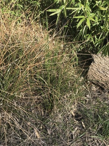 Common rush (Juncus effusus) Flower, Leaf, Care, Uses - PictureThis