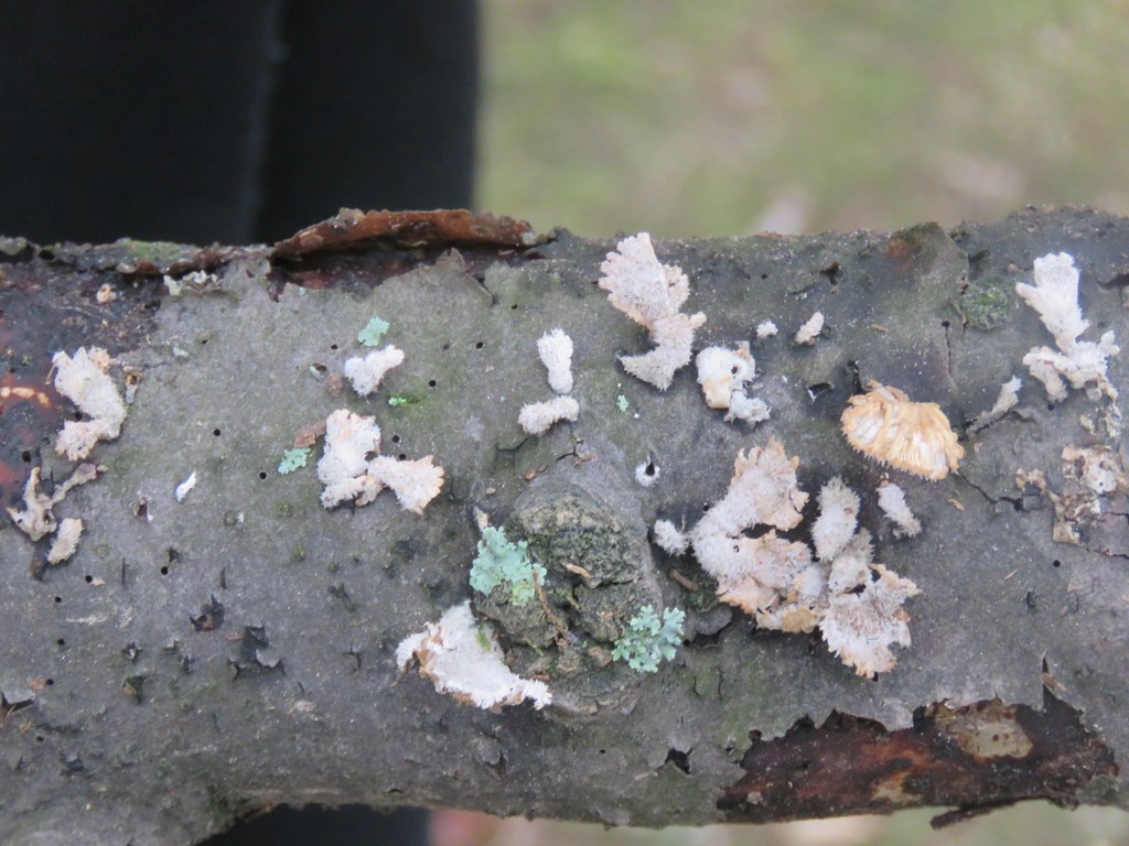 Parmelia - PictureThis