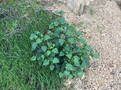 Crofton weed (Ageratina adenophora) Flower, Leaf, Care, Uses - PictureThis