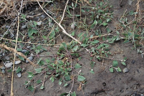Triangle Orache (Atriplex prostrata) Flower, Leaf, Care, Uses - PictureThis