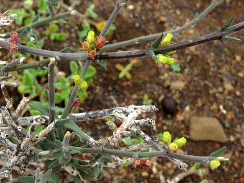 Microloma Care (Watering, Fertilize, Pruning, Propagation) - PictureThis