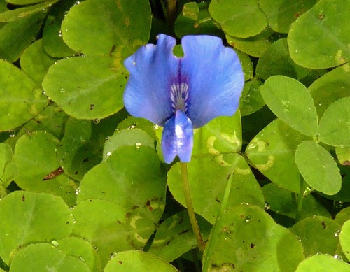 How to Plant and Grow Blue-oxalis(Parochetus communis)