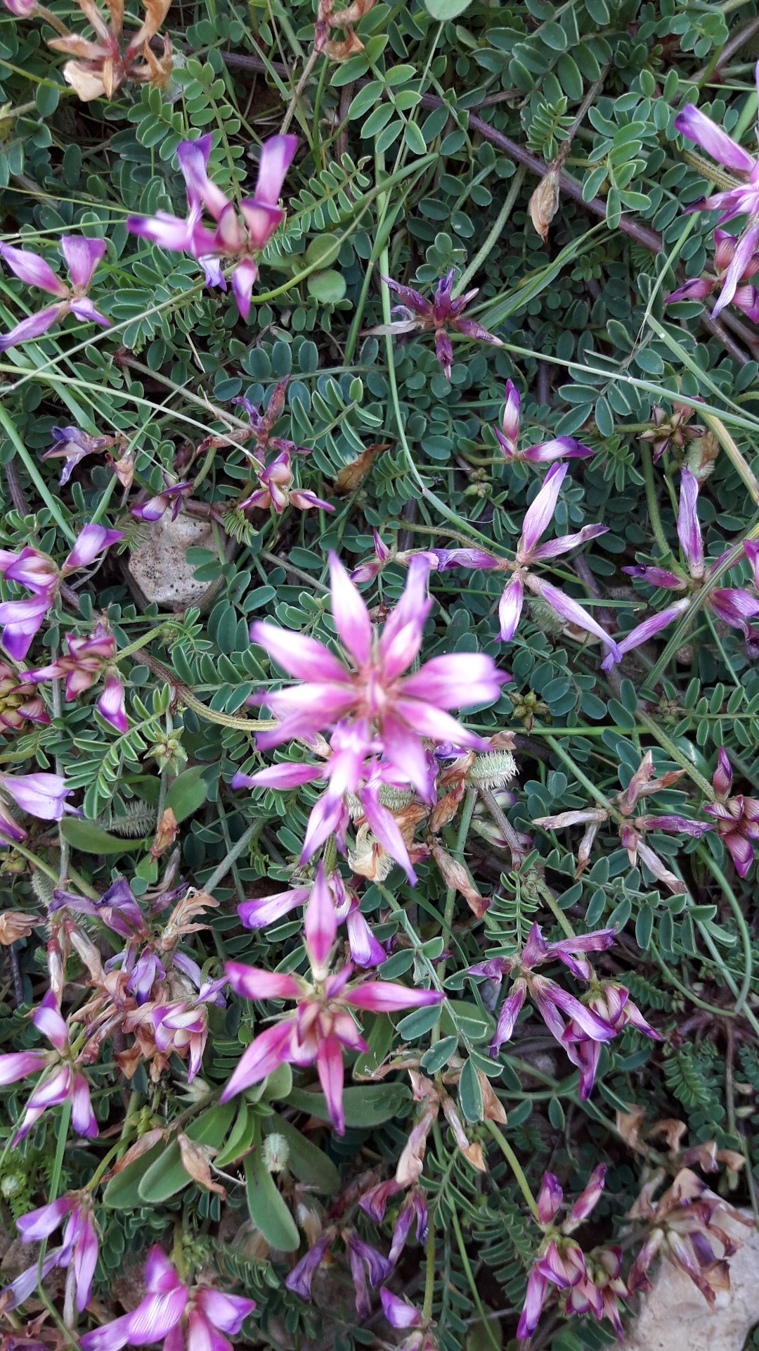 Zulla enana (Hedysarum spinosissimum) - PictureThis