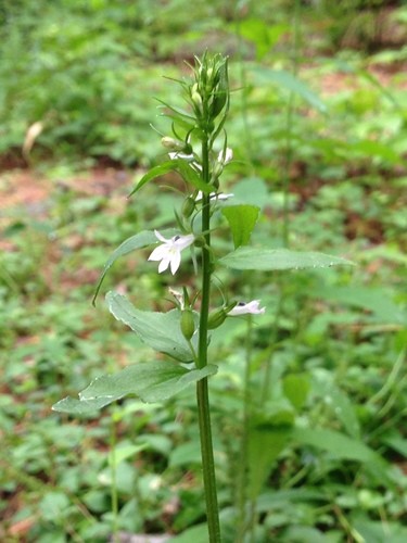 Lobelia Inflata Range