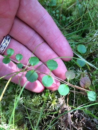 Линнея северная (Linnaea borealis) - PictureThis