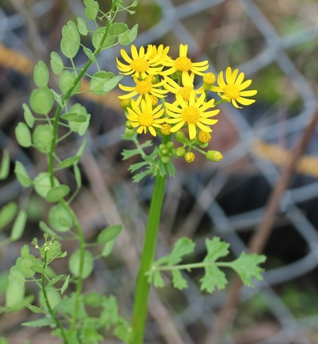 Butterweed (Packera glabella) Flower, Leaf, Care, Uses - PictureThis