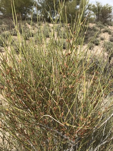 Longleaf jointfir (Ephedra trifurca) Flower, Leaf, Care, Uses - PictureThis