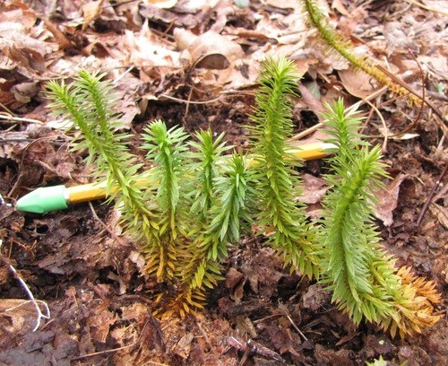 Huperzia lucidula - PictureThis