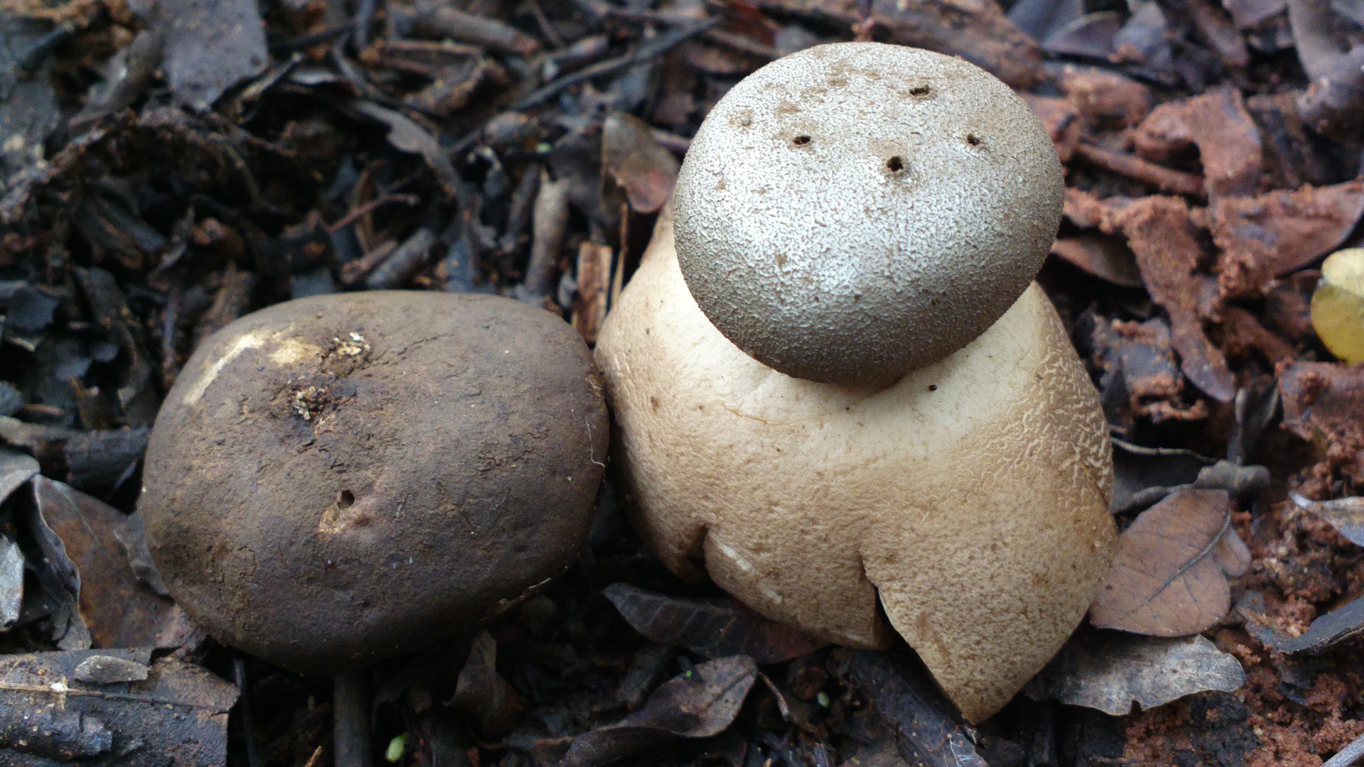 Pepper pot (Myriostoma coliforme) Flower, Leaf, Care, Uses - PictureThis