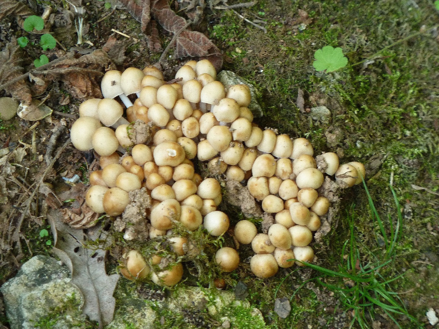 Coprinaceae (Psathyrellaceae) Flower, Leaf, Care, Uses - PictureThis