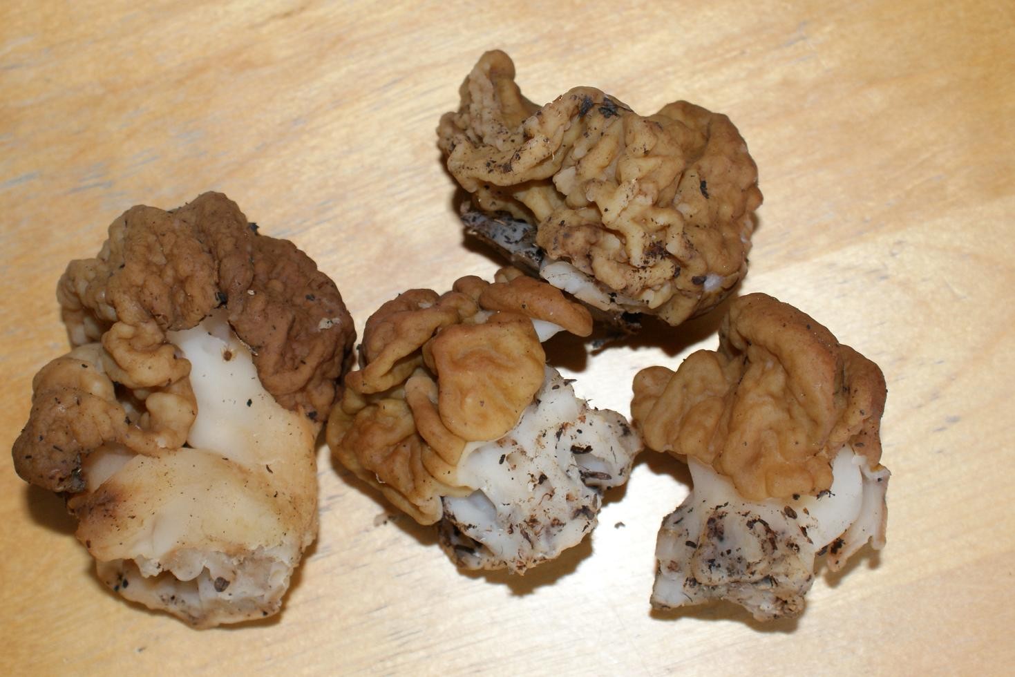 False morel (Gyromitra) Flower, Leaf, Care, Uses - PictureThis