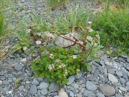 How to Plant and Grow Hulten's licorice-root(Ligusticum scoticum)