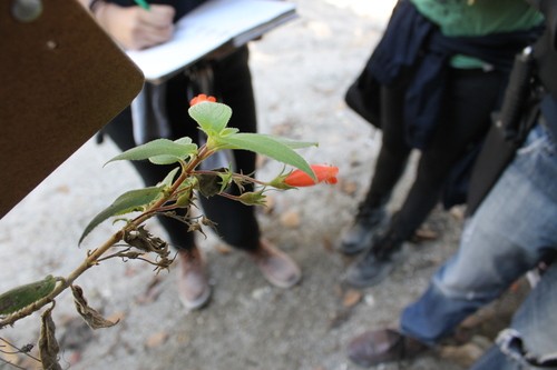 Moussonia - PictureThis