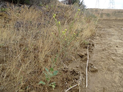 Jaramago blanco (Hirschfeldia incana) - PictureThis