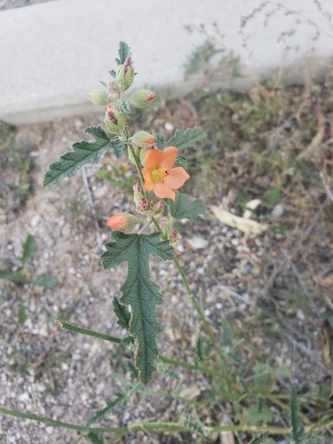 Copper globemallow (Sphaeralcea angustifolia) Flower, Leaf, Care, Uses ...