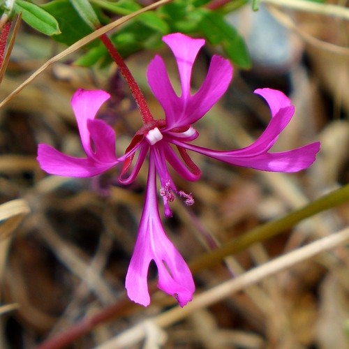 Cintas rojas (Clarkia concinna) - PictureThis