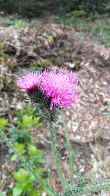 Carduus litigiosus - PictureThis