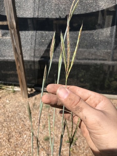 Pasto tallo azul (Andropogon gerardii) - PictureThis
