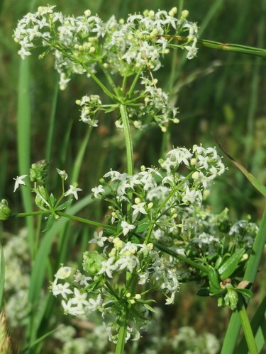Caglio tirolese (Galium mollugo) - PictureThis