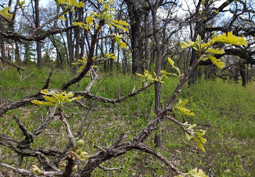 Bur oak (Quercus macrocarpa) Flower, Leaf, Care, Uses - PictureThis