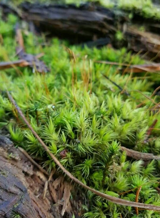 Spike mosses Care (Watering, Fertilize, Pruning, Propagation) - PictureThis