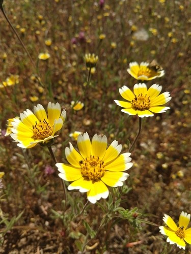 Layia platyglossa - PictureThis