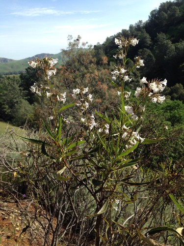 Yerba santa (Eriodictyon californicum) Flower, Leaf, Care, Uses ...