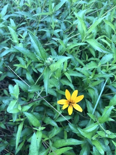 Hairy wedelia (Wedelia acapulcensis var. hispida) Flower, Leaf, Care ...