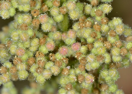 Dysphania botrys - PictureThis