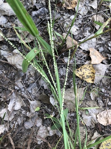 Paspalum setaceum - PictureThis