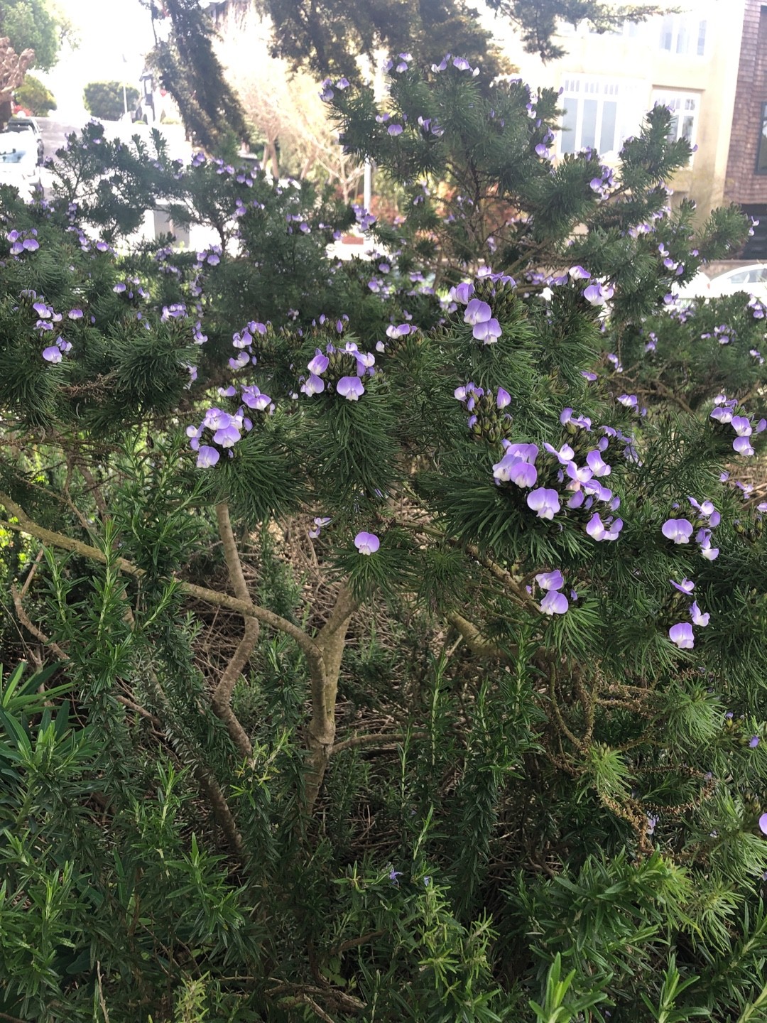 How to identify Fountain bush (Psoralea pinnata)