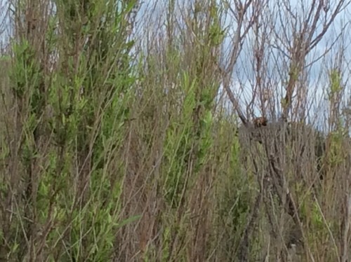 Roosevelt weed (Baccharis neglecta) Flower, Leaf, Care, Uses - PictureThis