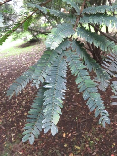 How to Plant and Grow Cape leeuwin wattle(Paraserianthes lophantha)