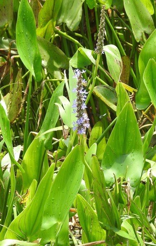 Pickerelweed (Pontederia cordata) Flower, Leaf, Care, Uses - PictureThis