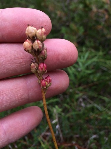 Sticky tofieldia (Triantha glutinosa) Flower, Leaf, Care, Uses ...