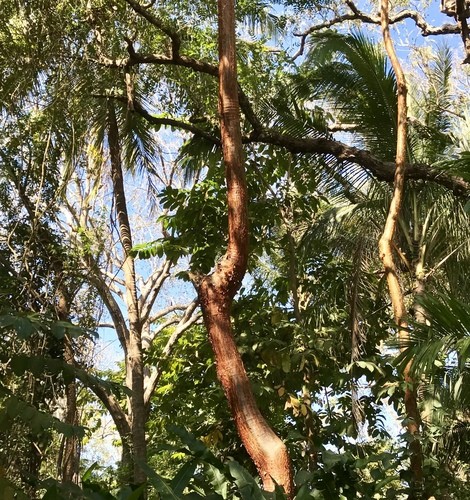 How to Plant and Grow Gumbo limbo(Bursera simaruba)