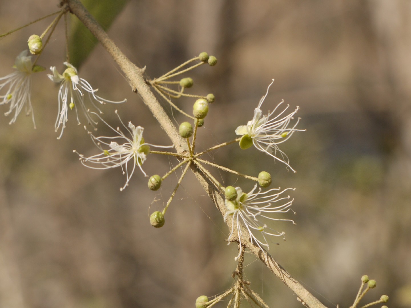 Capparis sepiaria - PictureThis